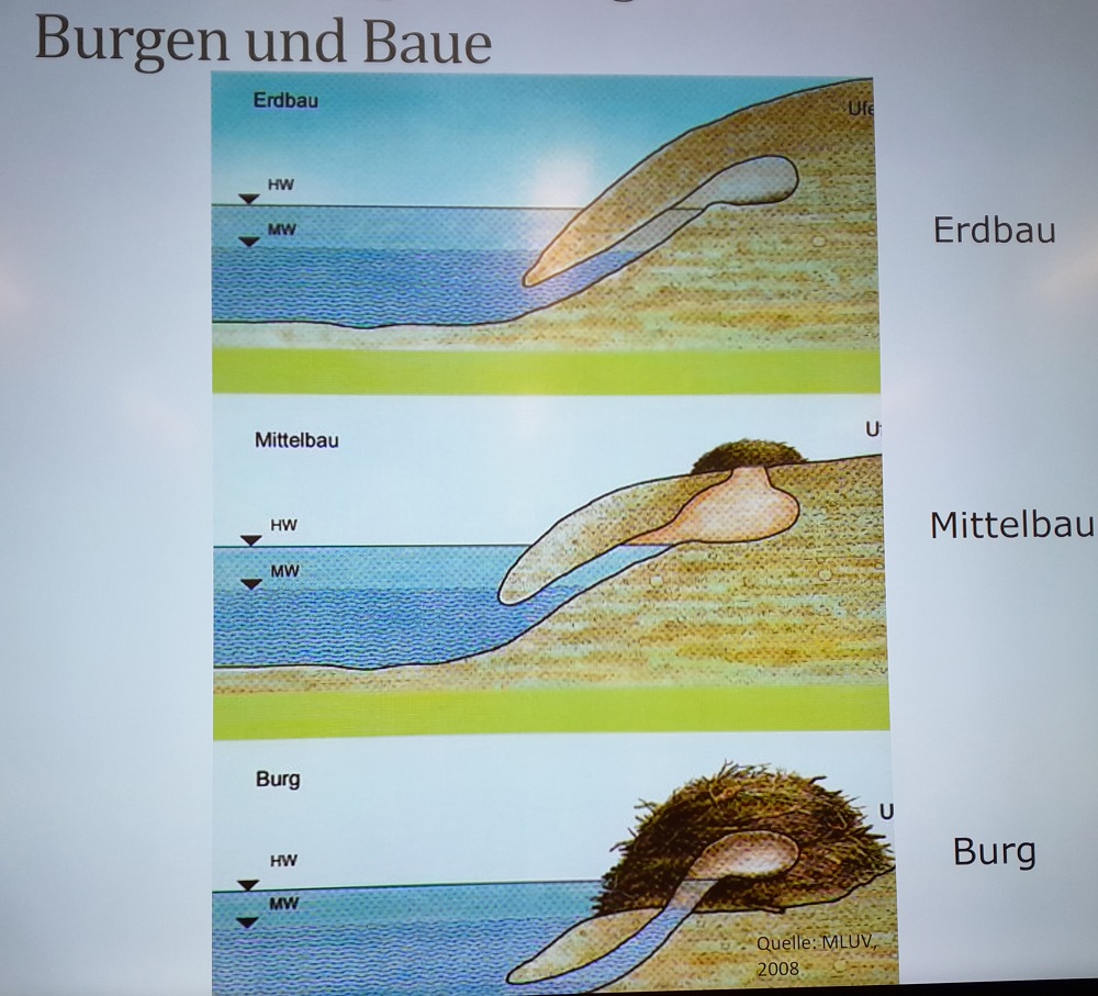 Wildtiermanagement - Abt. 4: Der Biber